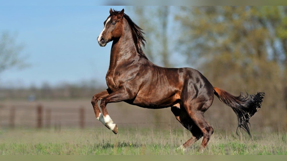 How Much Does A Quarter Horse Weigh? Guide & Facts